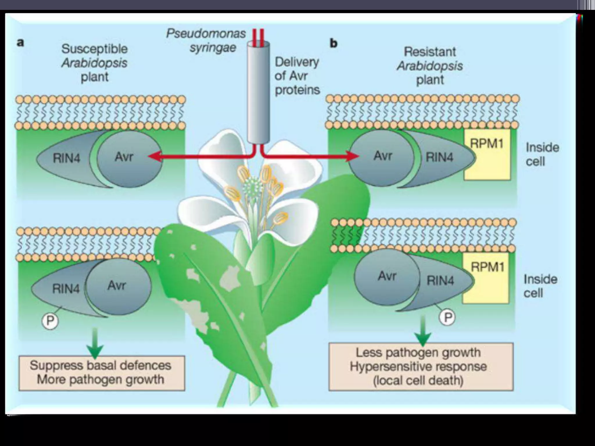 Host pathogen interaction plants | PPTX