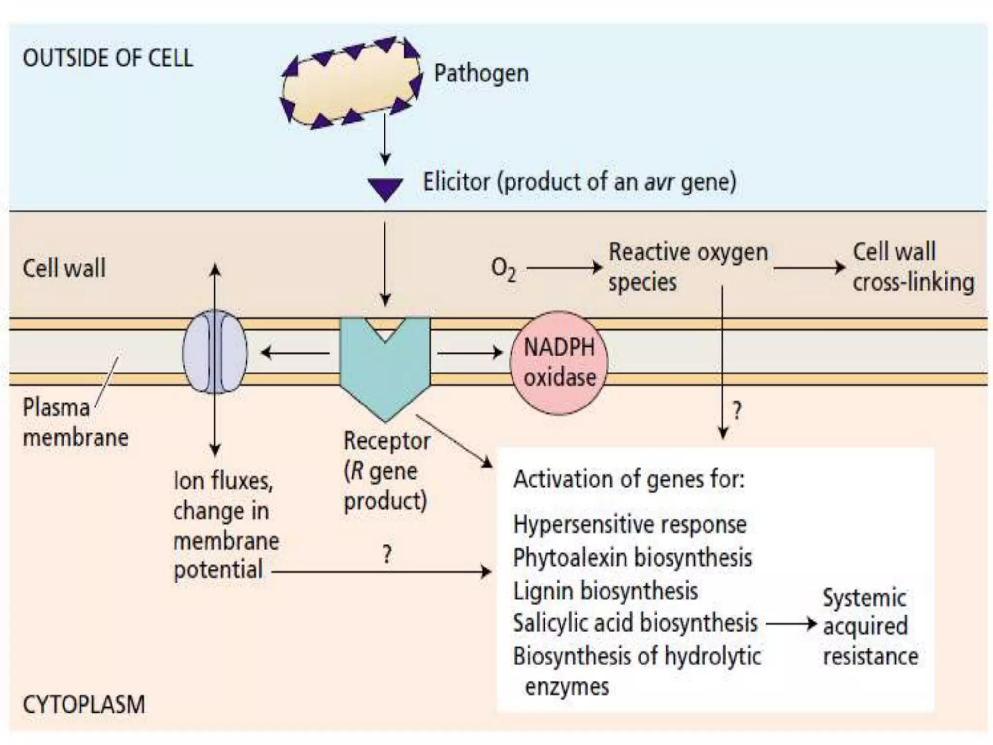 Host pathogen interaction plants | PPTX