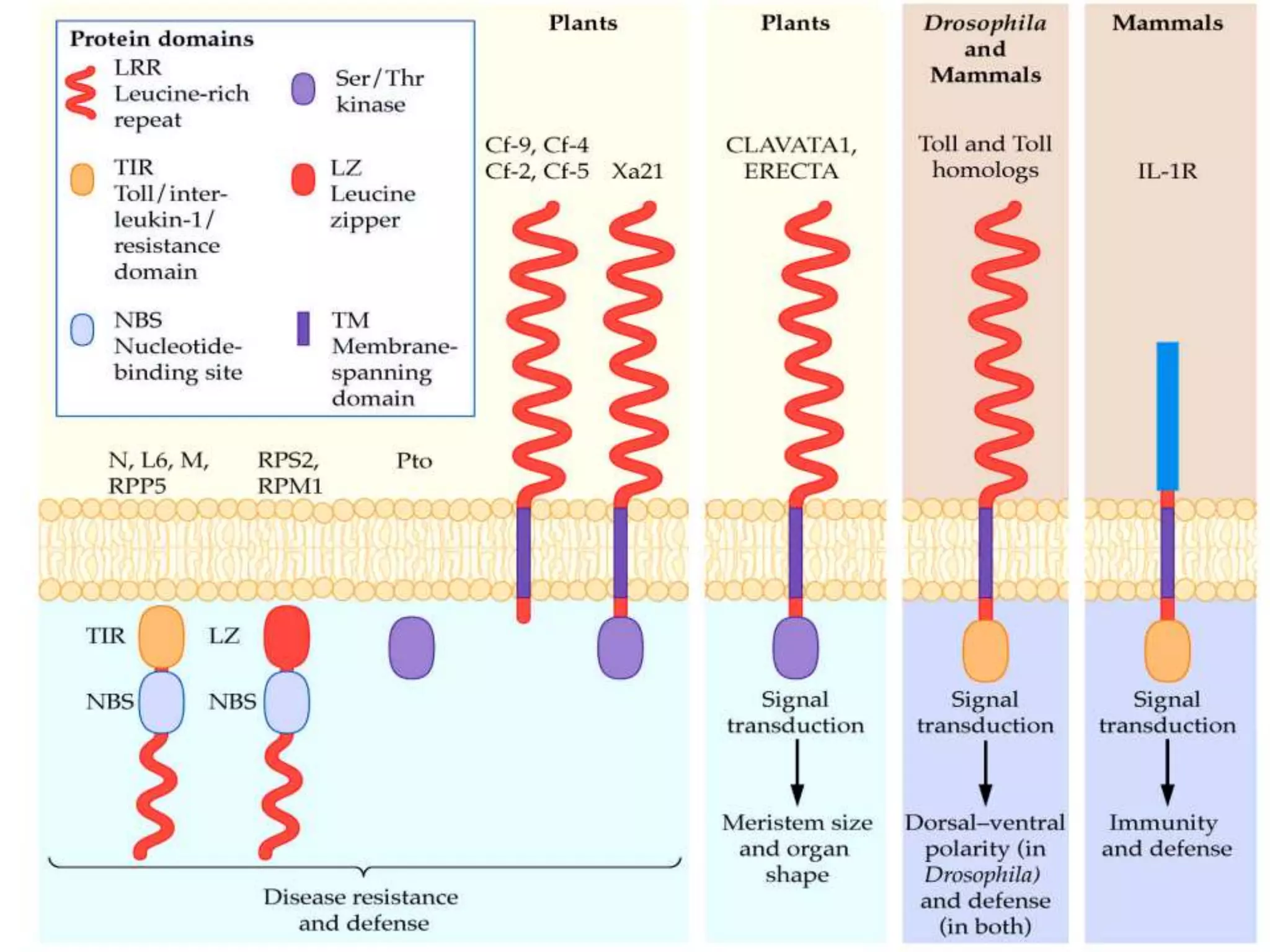 Host pathogen interaction plants | PPTX