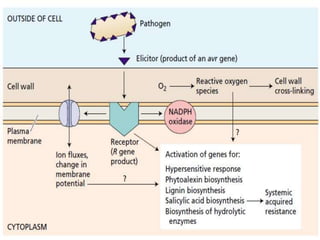 Host pathogen interaction plants | PPTX