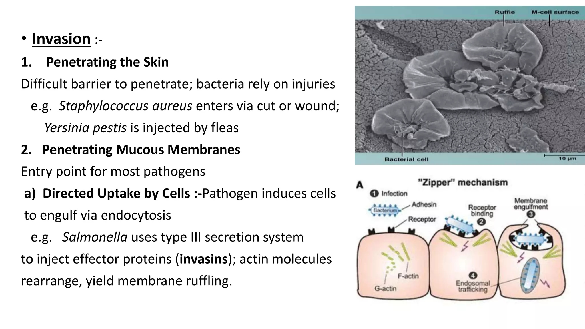 host pathogen interaction, Mechanism of pathogenesis | PPTX