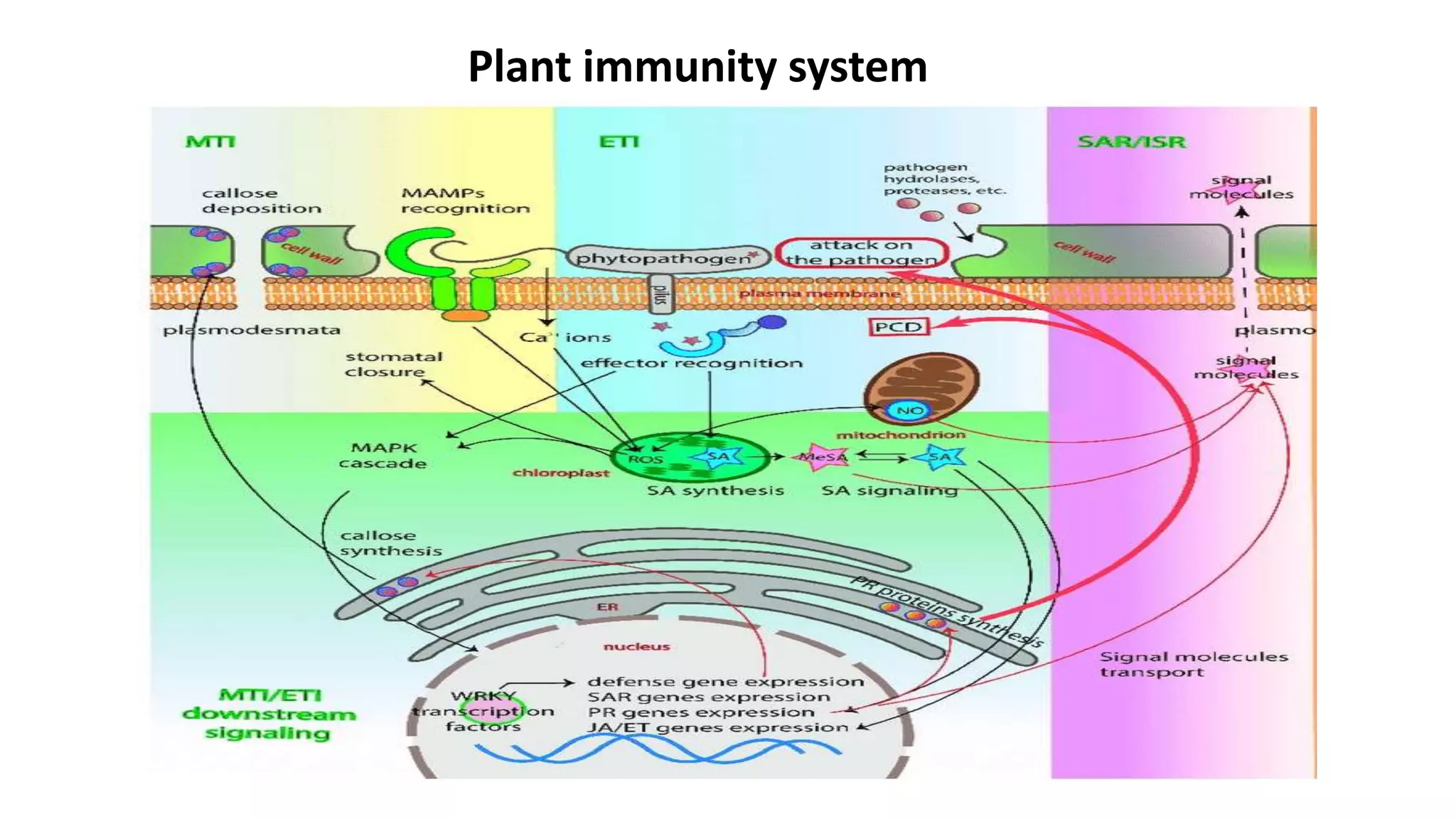 host pathogen interaction, Mechanism of pathogenesis | PPTX