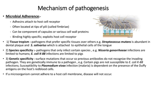 host pathogen interaction, Mechanism of pathogenesis | PPTX