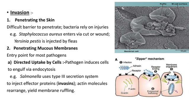 host pathogen interaction, Mechanism of pathogenesis | PPTX