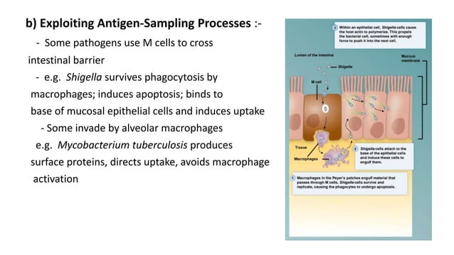 host pathogen interaction, Mechanism of pathogenesis | PPTX