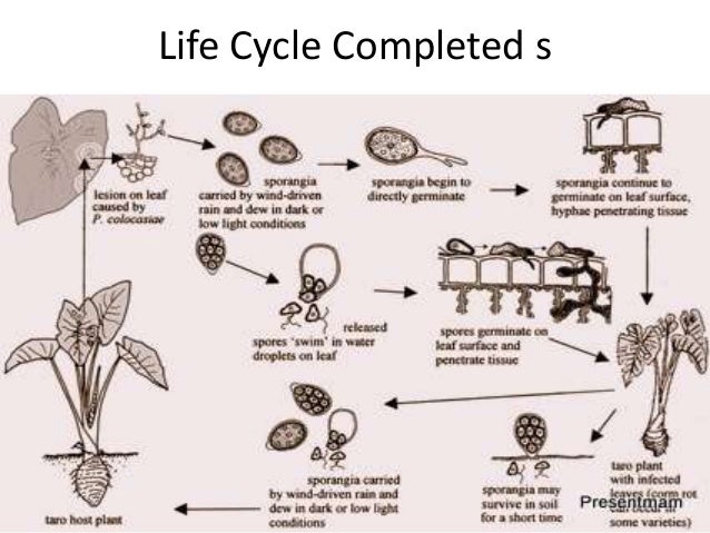 Phytophthora Life Cycle
