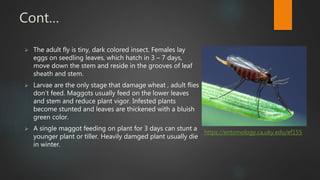 History of Host plant resistance...... | PPTX