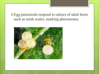 Host seeking behaviour of insects | PPSX