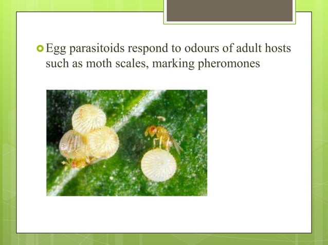 Host seeking behaviour of insects | PPSX