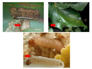 Host selection process by parasitoids -SSNAIK TNAU | PPT