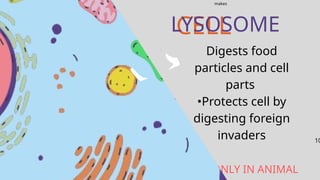 _hotdog (1).pptx for highschool students | PPT