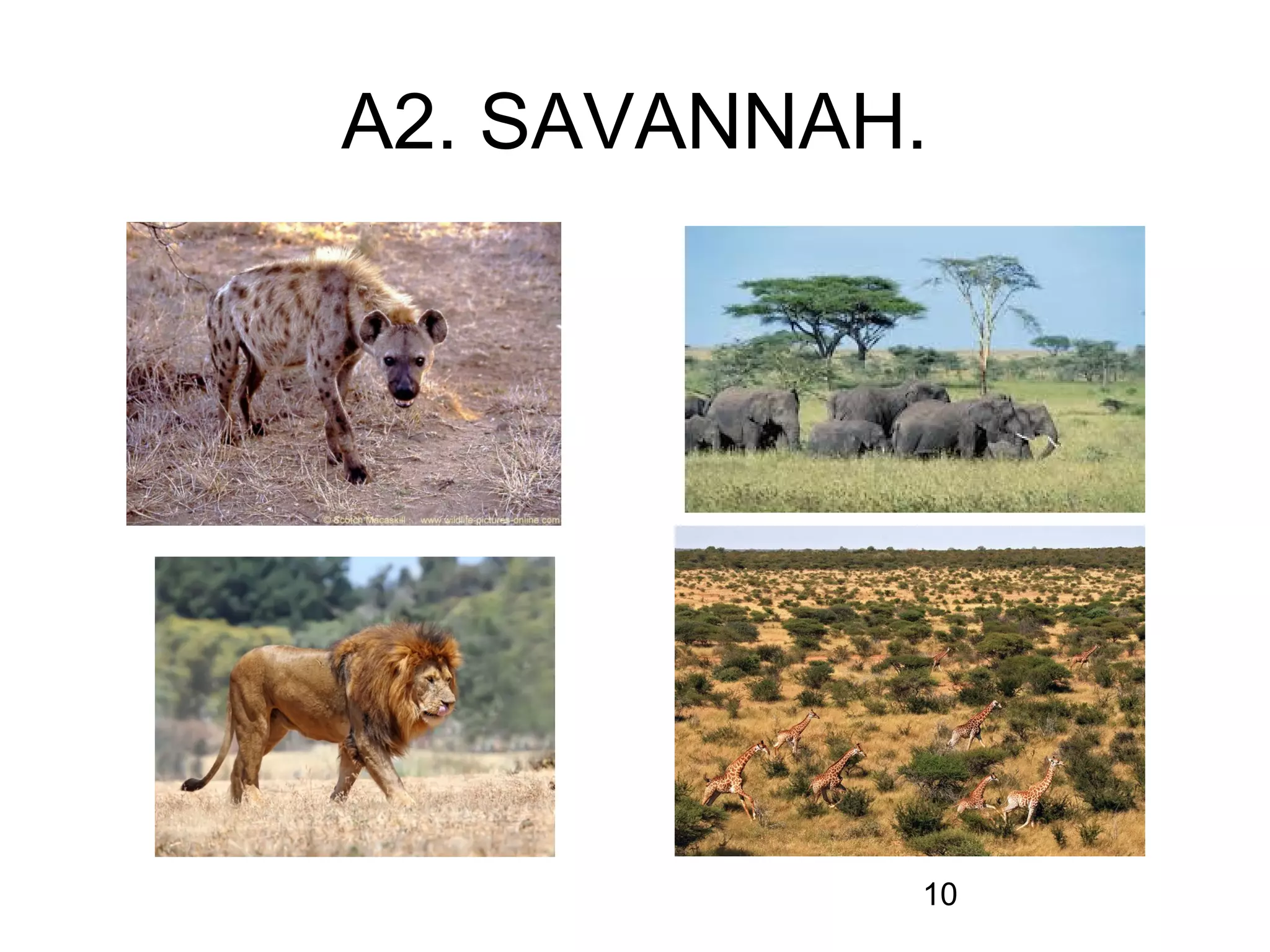 Hot landscapes 1º | PPT