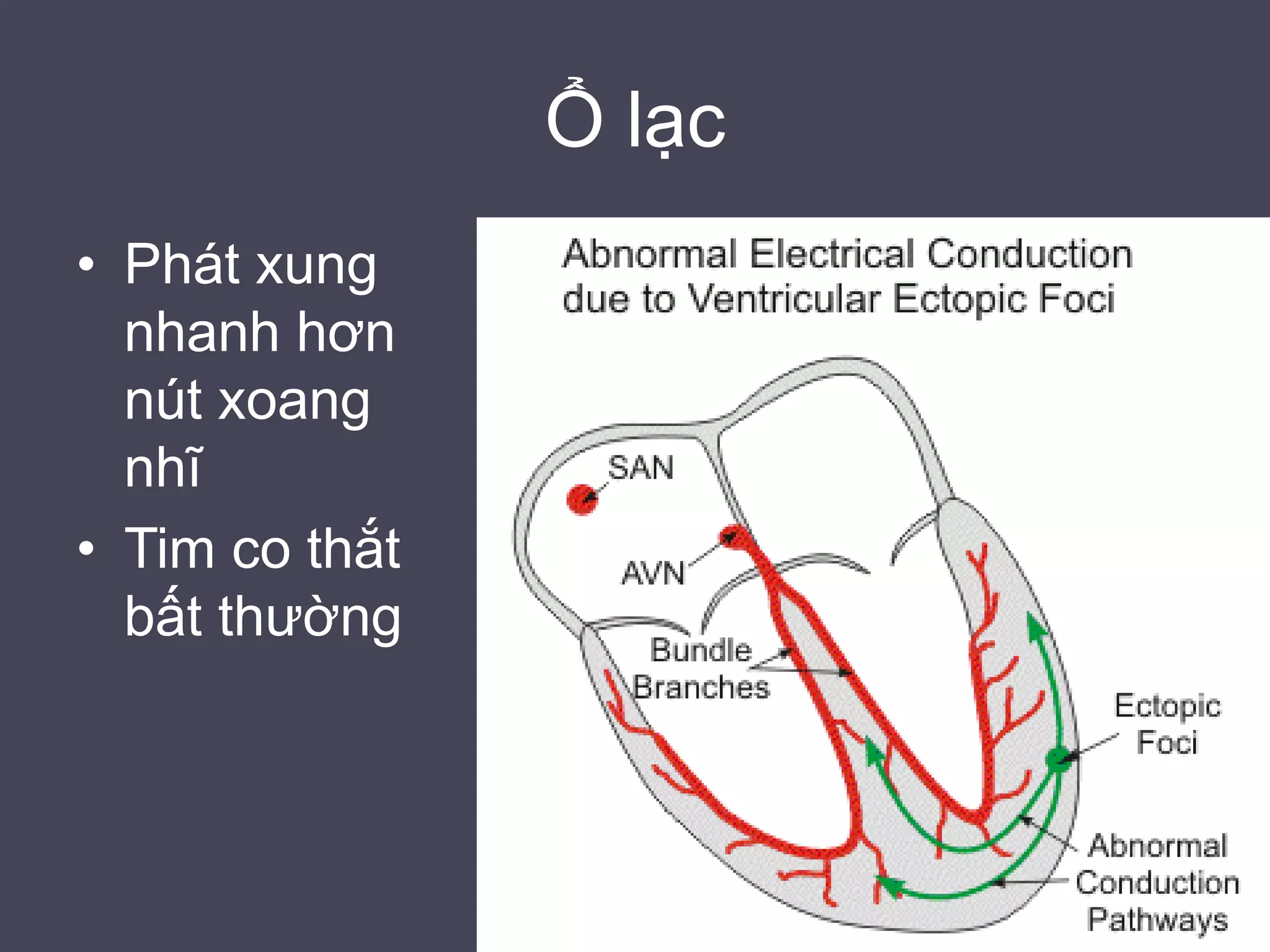 HOẠT ĐỘNG ĐIỆN TIM | PDF