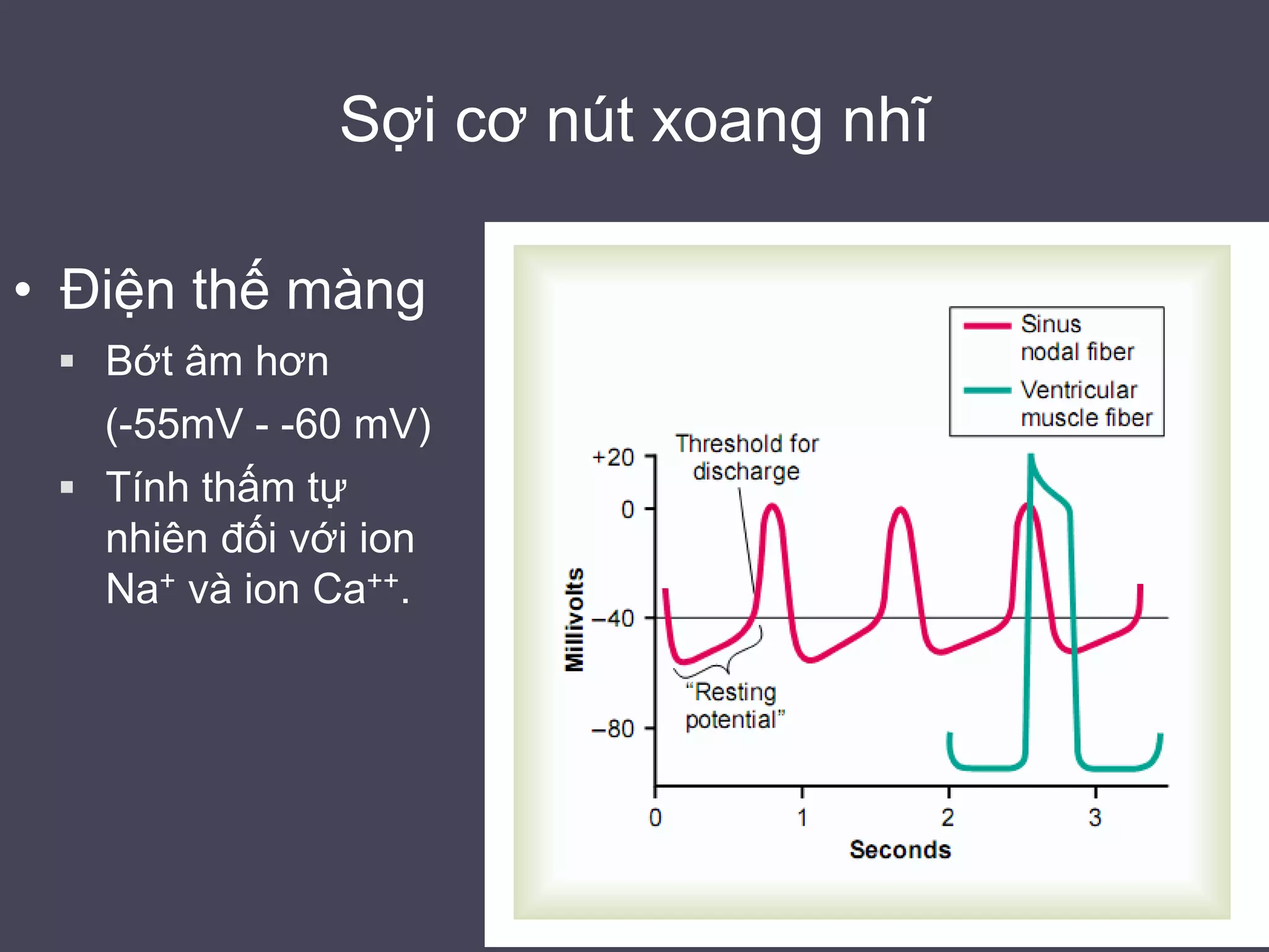 HOẠT ĐỘNG ĐIỆN TIM | PDF