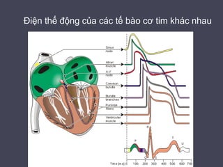 HOẠT ĐỘNG ĐIỆN TIM | PPT