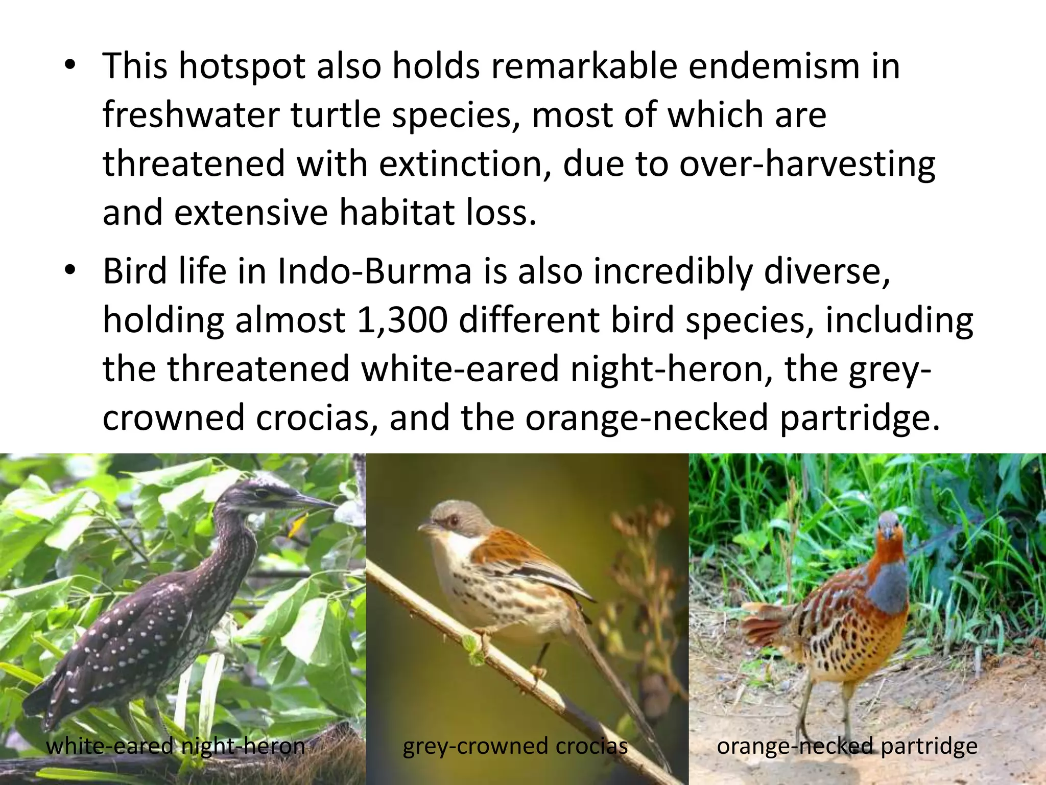 Hot spots of biodiversity | PPTX