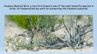 Houbara Bustard Bird - Houbarafund | PPTX