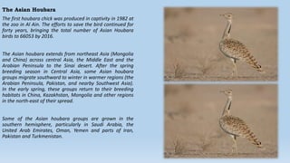 Houbara Bustard Bird - Houbarafund | PPTX