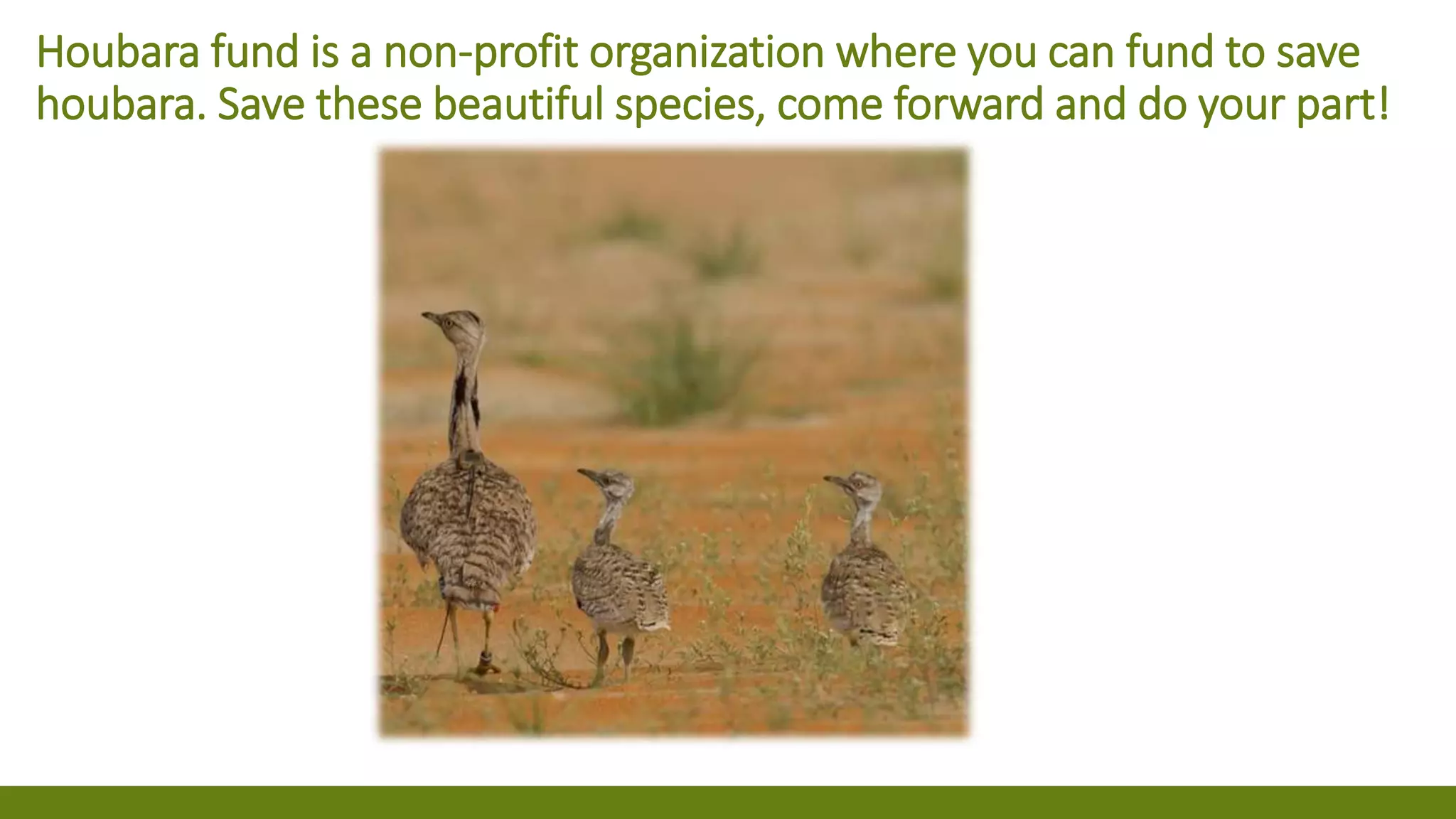 Houbara Bustard Bird | PPTX