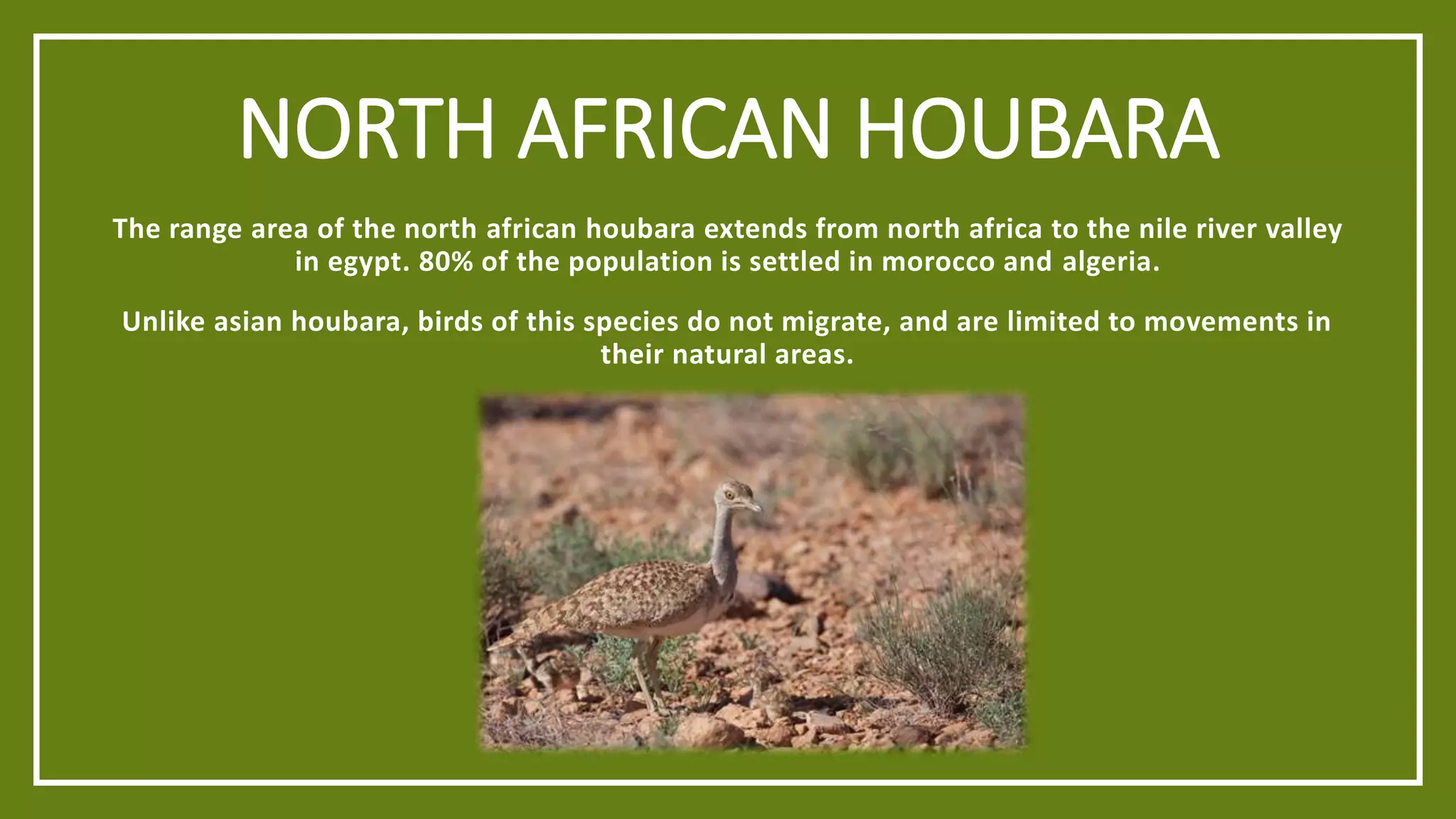 Houbara Bustard Bird | PPTX