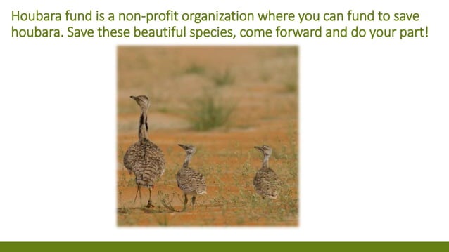 Houbara Bustard Bird | PPTX | Birds | Pets
