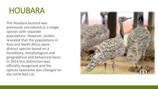 Houbara Bustard Bird | PPTX