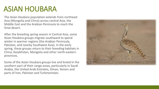 Houbara Bustard Bird | PPT