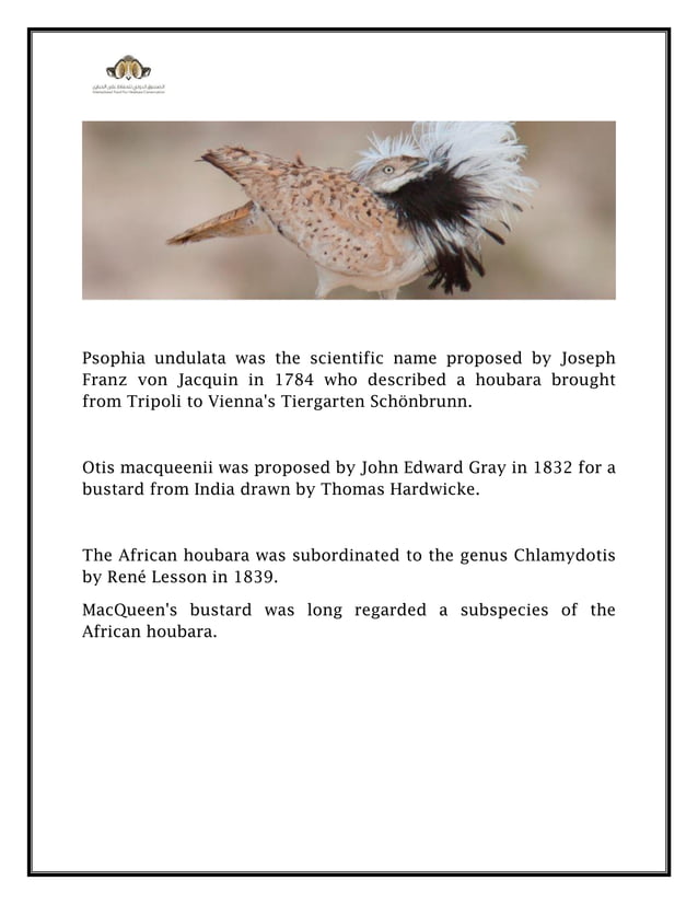 Houbara Bustard Bird | PDF