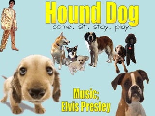 Hound Dog | PPS