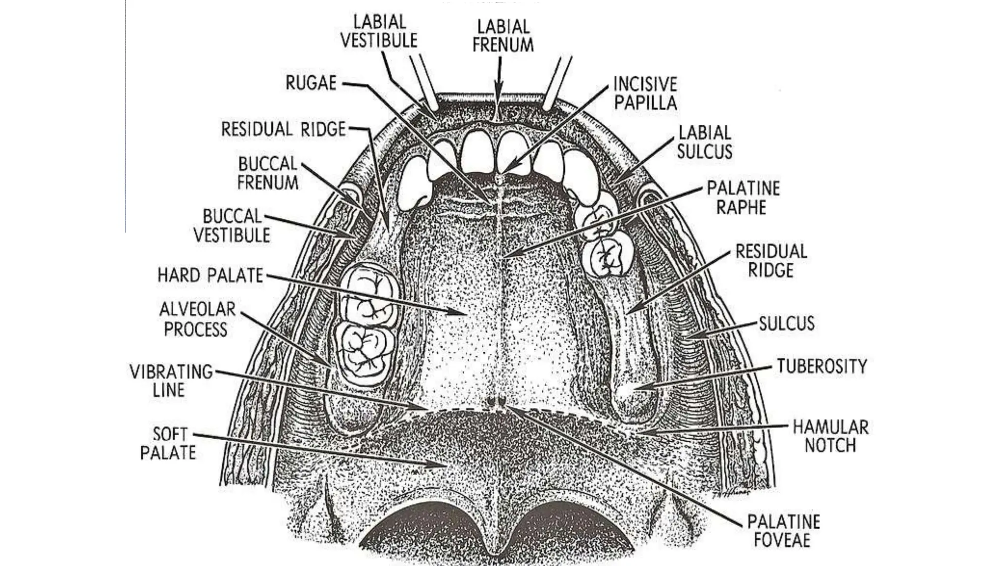 house classification for behavior management of patient.pptx
