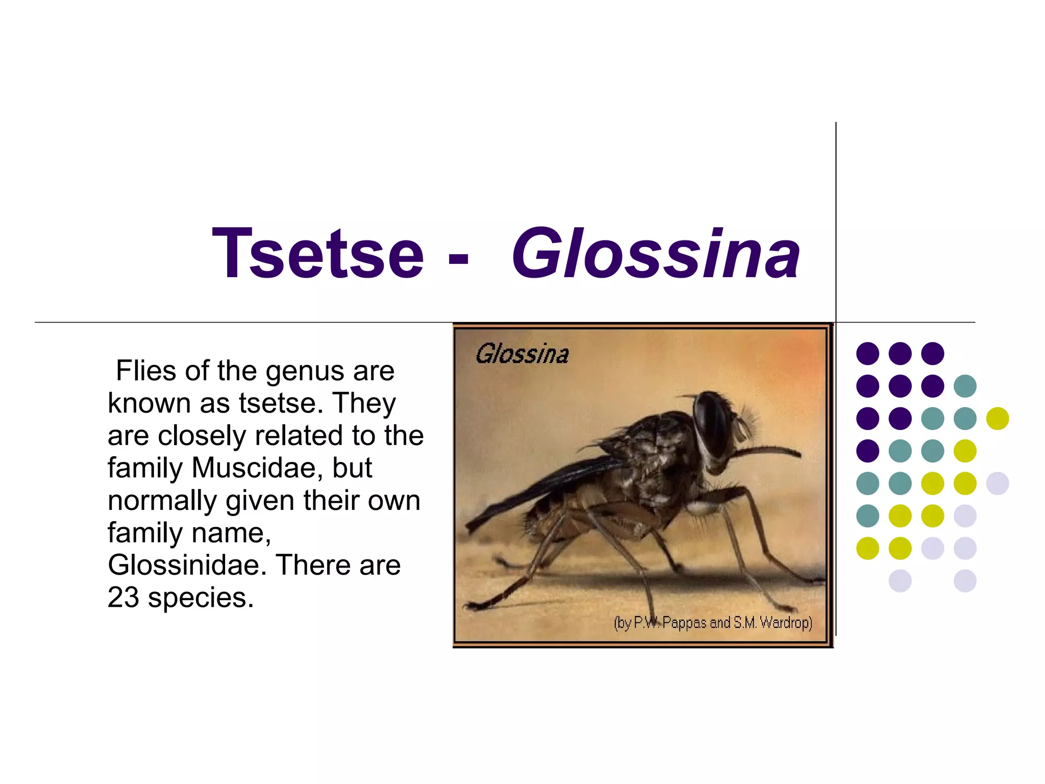 House Flies Musca | PPT