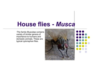 House Flies Musca | PPT