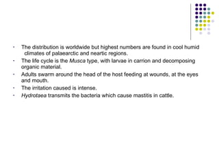 House Flies Musca | PPT