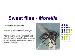 House Flies Musca | PPT