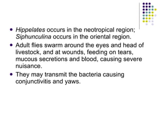 House Flies Musca | PPT