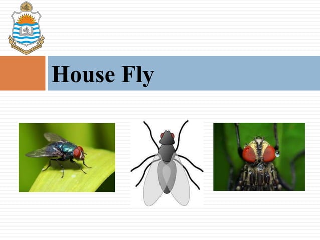 HOUSE FLY.pptx