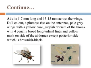 House Fly Life Cycle Time