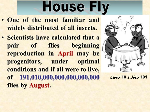 house fly.ppt