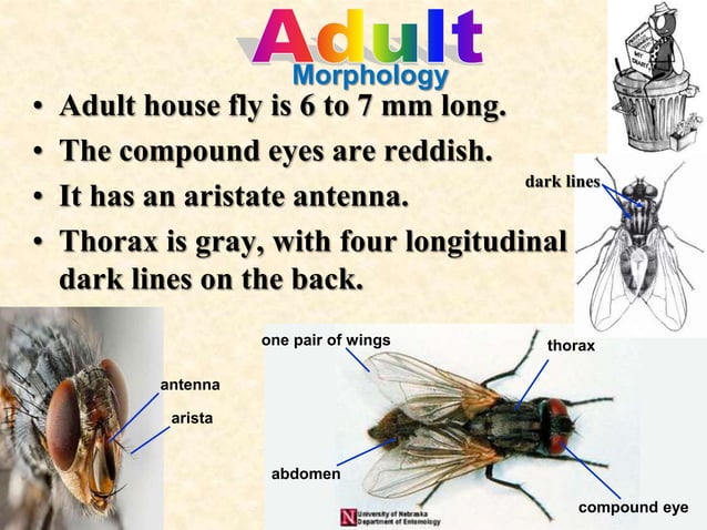 house fly.ppt