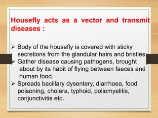Housefly biology | PPT