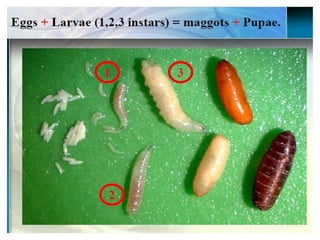 Housefly biology | PPT