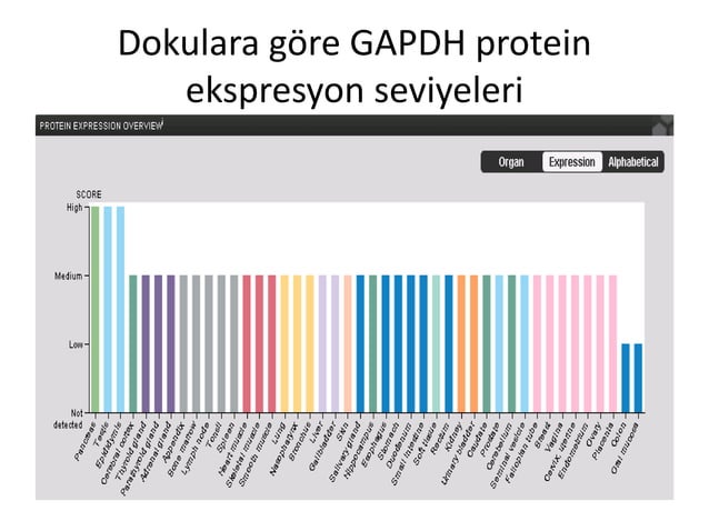 Housekeeping genler | PPT