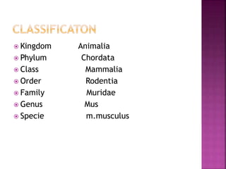 Mouse taxonomy online