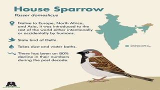 HOUSE SPARROW.pptx
