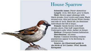 HOUSE SPARROW.pptx