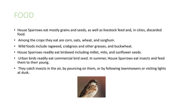 HOUSE SPARROW.pptx