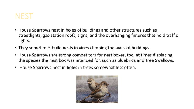 HOUSE SPARROW.pptx