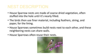 HOUSE SPARROW.pptx