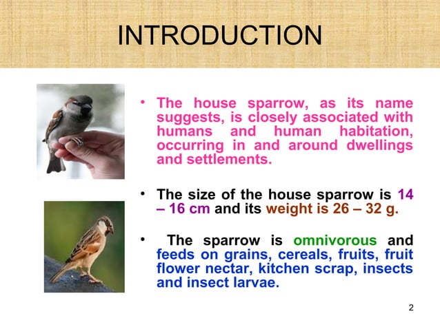 House sparrow conservation | PPT