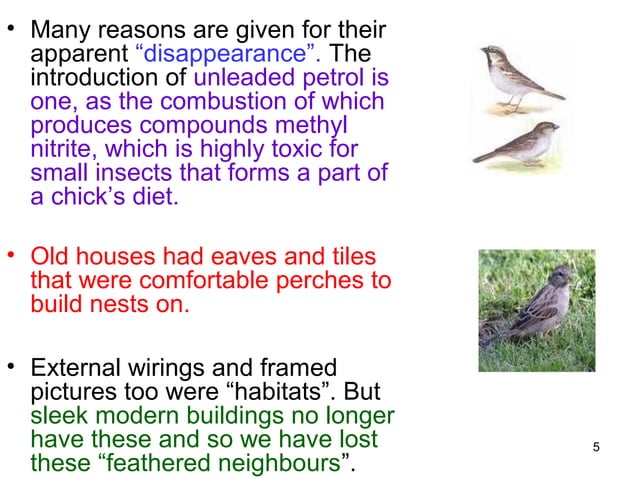 House sparrow conservation | PPT